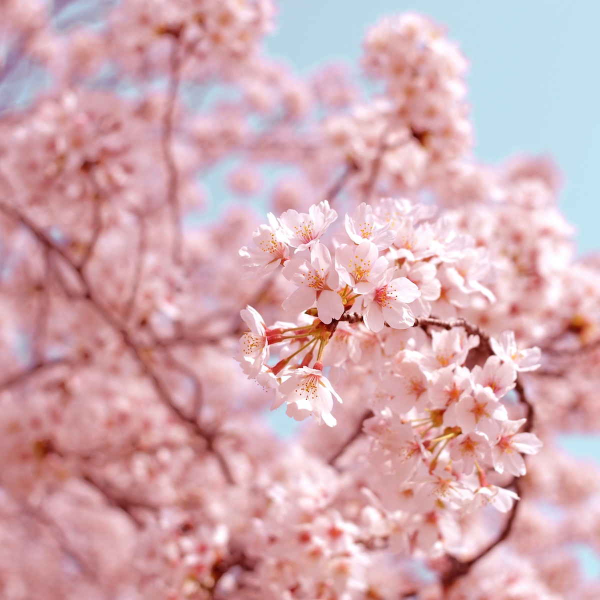 63 Beautiful Spring Quotes to Honour the Season - Through the Phases
